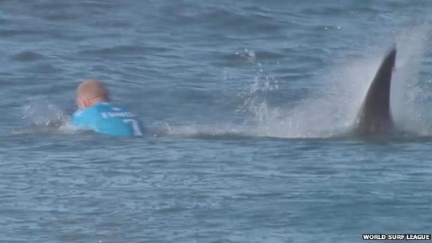Shark attack: Is it safe to go back in South Africa's waters? - BBC News