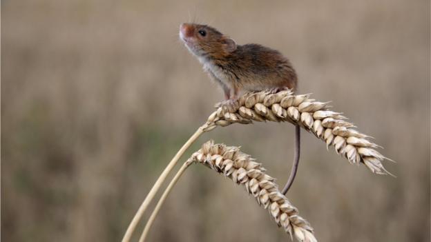 Meet Pat the oldest mouse in the world! - BBC Newsround
