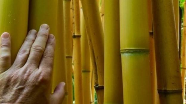 Sheffield 'jungle' garden: Simon Olpin's 30-year odyssey - BBC News