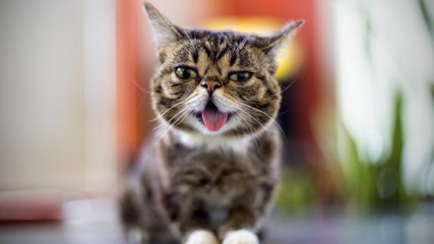 Lil Bub: Cat with millions of online fans dies - BBC News