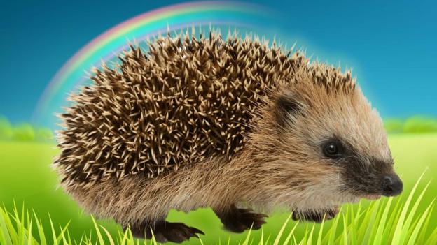England introduces first official hedgehog crossing signs - BBC Newsround