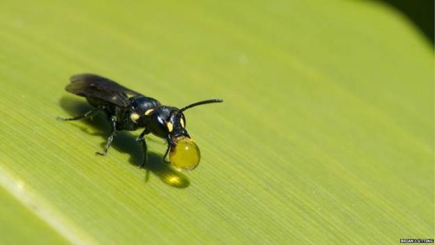 Action needed to 'future-proof' pollinators - BBC News