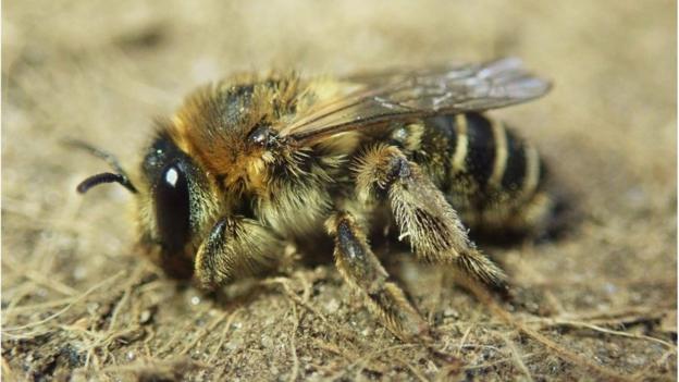 New populations of rare bees found in Cornwall - BBC News