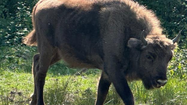 Canterbury: First bison conceived in rewilding project is born - BBC News