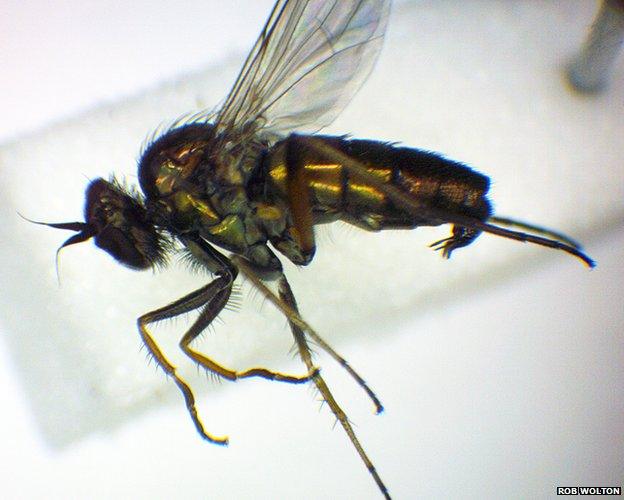 'Extinct' fly found in Devon nature reserve - BBC News