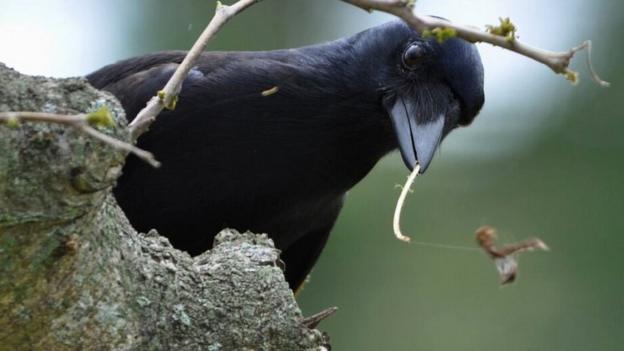 Crow vending machine skills 'redefine intelligence' - BBC News