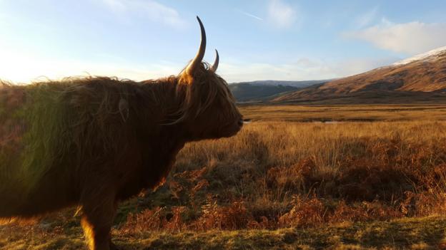 Your pictures of Scotland: 15-22 January - BBC News
