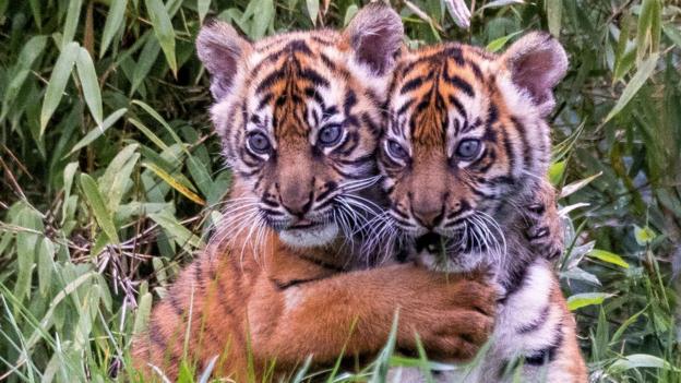 Largest Sumatran tiger litter in the UK born in Pembrokeshire - BBC News