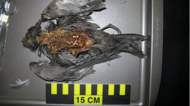 Chemical clue to why seabirds eat plastic - BBC News