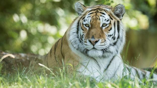Marwell Zoo tiger, Valentina, killed by male during introduction - BBC News