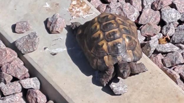 Tortoise found on railway line in Southend, Essex, is safely home - BBC ...