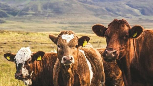 Crofting Commission chief says body wants to be more efficient - BBC News
