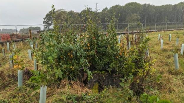 Cubbington pear tree sprouts into life after replanting - BBC News