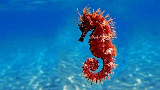 Long-snouted seahorse: Rare marine fish spotted in Cornwall - BBC Newsround