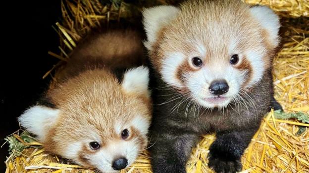 Longleat safari park announces death of red panda - BBC News