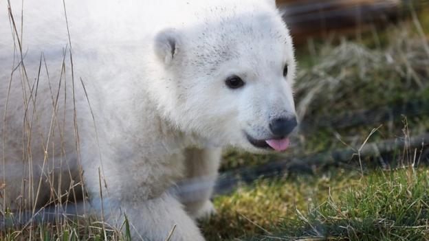 Polar bear taken in at Jimmy Doherty's zoo in Suffolk - BBC News