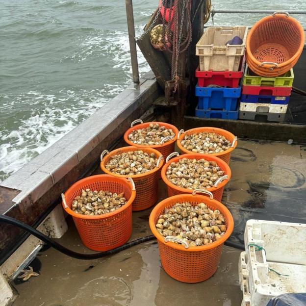 Record warm seas help to bring extraordinary species to UK waters - BBC ...