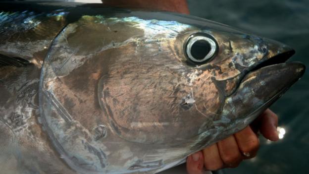 Blue fin tuna being caught and sold under new licences - BBC News