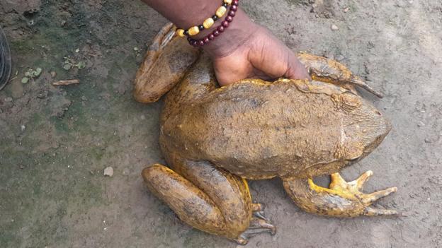 World's largest frog: Group work to save goliath frog from extinction ...