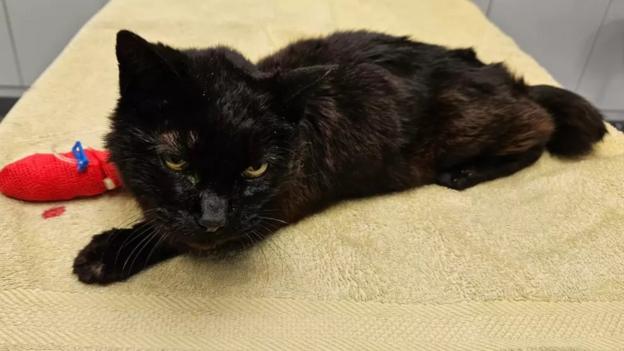 Kidderminster 'lifeless' cat found in bin doing incredibly well - BBC News