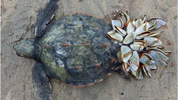 Teenage Mutant Ninja Turtles: How terrapins arrived in Cardiff park ...