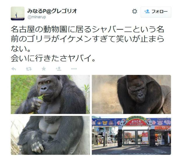 Shabani: The making of a metrosexual gorilla - BBC News