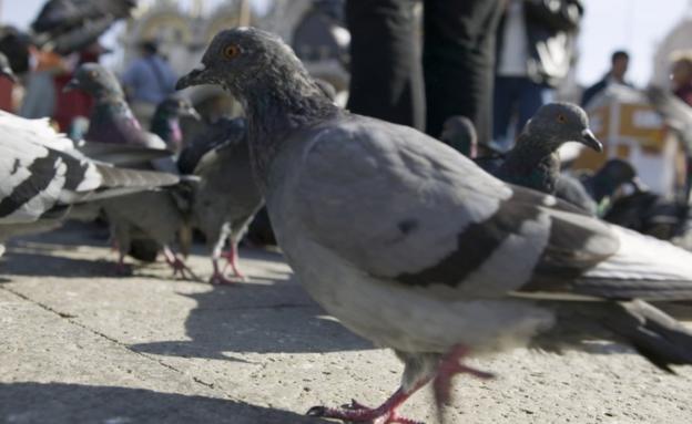 Pigeons identify breast cancer 'as well as humans' - BBC News