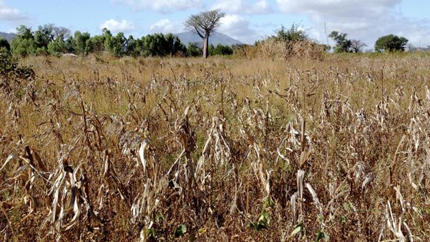 Famine: What does famine mean and how do countries help to deal with it ...