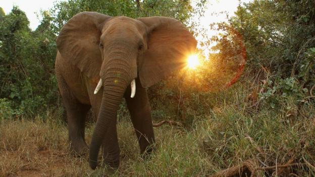 Elephant poo: How can it help protect the species? - BBC Newsround