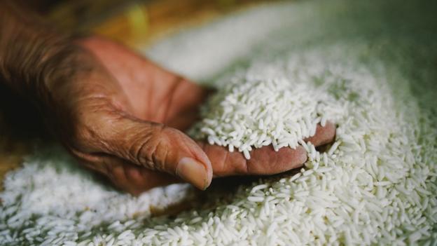 Rice 'safely conserved' in Philippines gene bank - BBC News