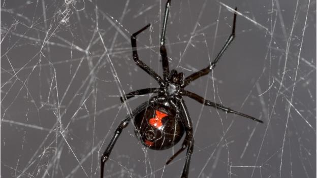 Spider silk helps creates microscope superlens - BBC News