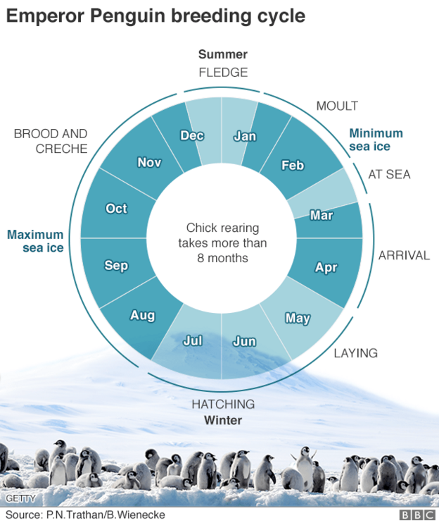 Climate change: Satellites find new colonies of Emperor penguins - BBC News