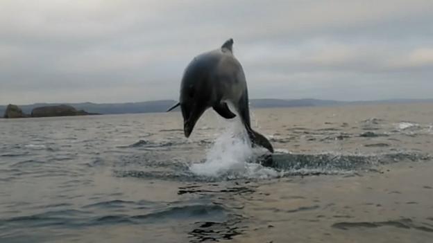 Young sailors from Tenby 'ecstatic' at dolphin encounter - BBC News