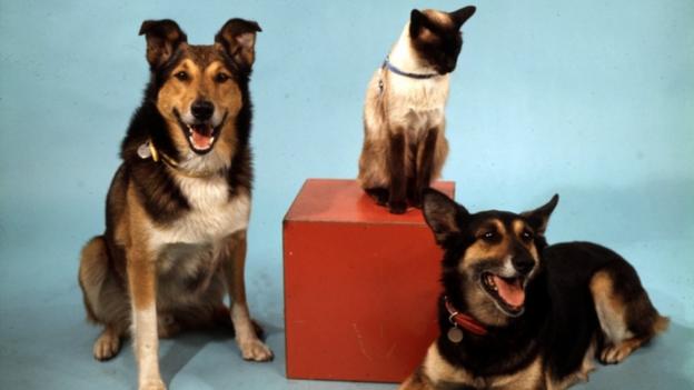 Blue Peter pets: Dogs, horses, and, of course, tortoises - BBC Newsround