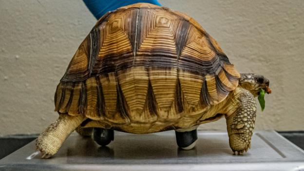 Meet Hope the tortoise rolling around Chester Zoo - BBC Newsround