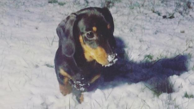 In pictures: Snow dogs of England - BBC News