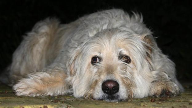 Why are some animals euthanised after fireworks? - BBC News