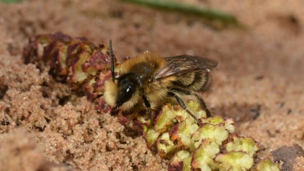 Rare species of bee spotted at Ryton Pools Country Park - BBC News