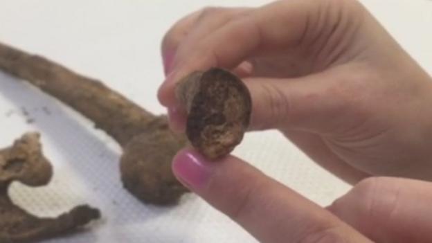 Northumberland Bronze Age skeleton: Whose bones are these? - BBC News