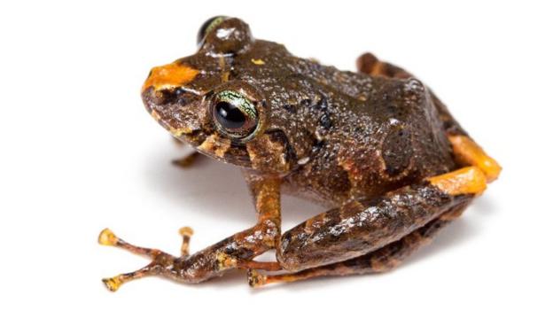 Glimmer of hope for mountain chicken frog which was once a national ...
