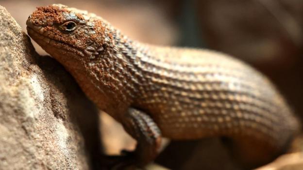 London Zoo: New amphibian display has rare and unusual species - BBC News