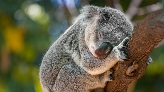 Claude the koala eats thousands of plants intended for conservation ...