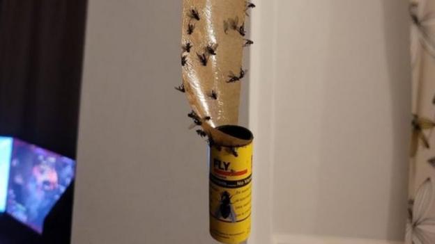 Leicester residents feel trapped in homes by fly invasion - BBC News