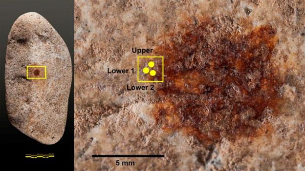 Ancient human fingerprint suggests Neanderthals made art - BBC News