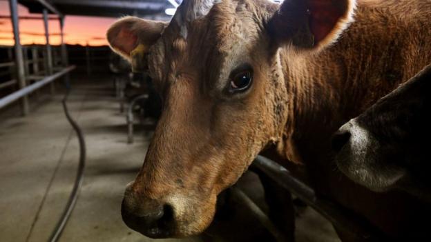 Climate change: Bill Gates backs Australian start-up targeting cow ...