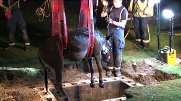 Heydon drain donkey Noah home after hospital stay - BBC News