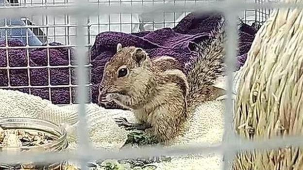 Stowaway baby rabbits found on North Sea drilling rig - BBC News