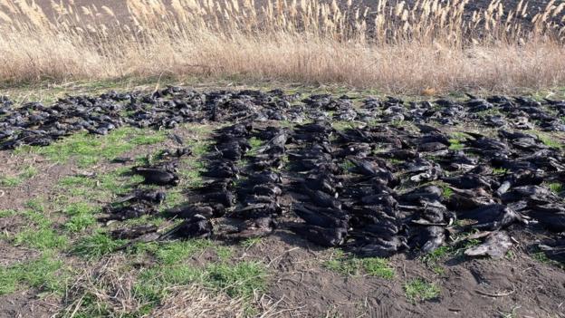 Serbia bird deaths: Suspected poisonings threaten much-loved owls - BBC ...