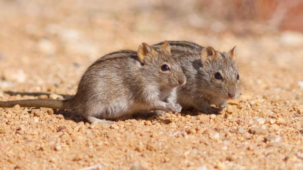 African striped mice 'sing' to tell friends from strangers - BBC Newsround