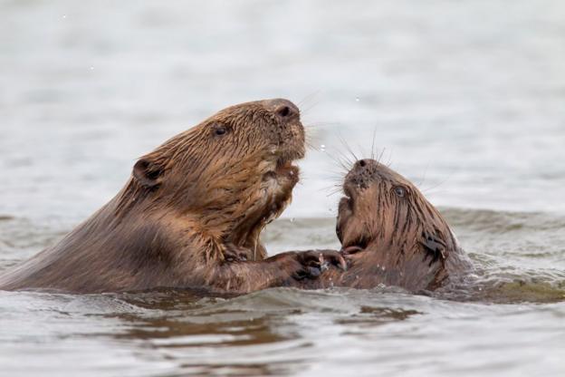 Six beaver families to be released near River Beauly in the Highlands ...
